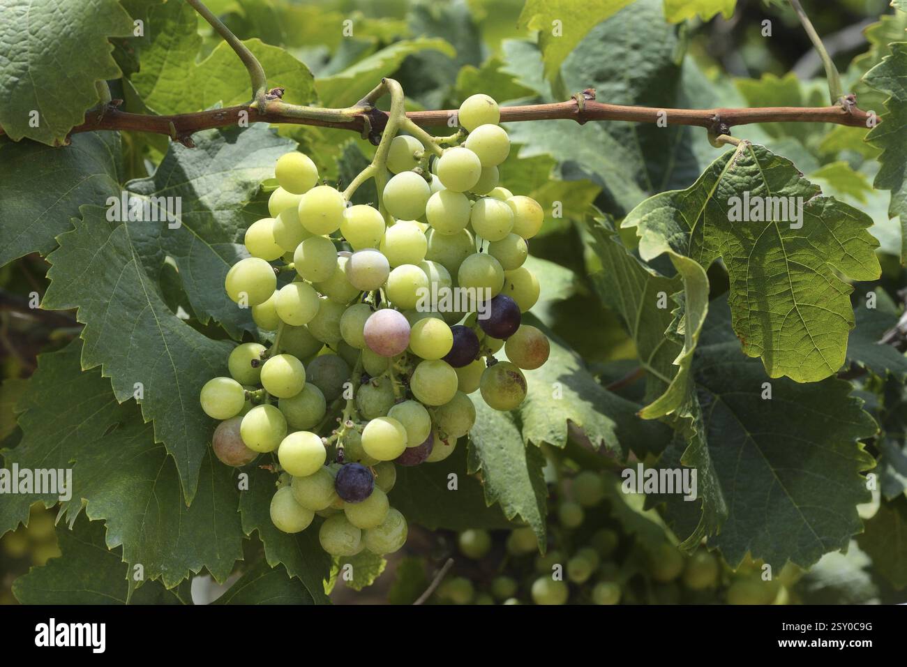Grapes, theni, tamilnadu, india, asia Stock Photo - Alamy