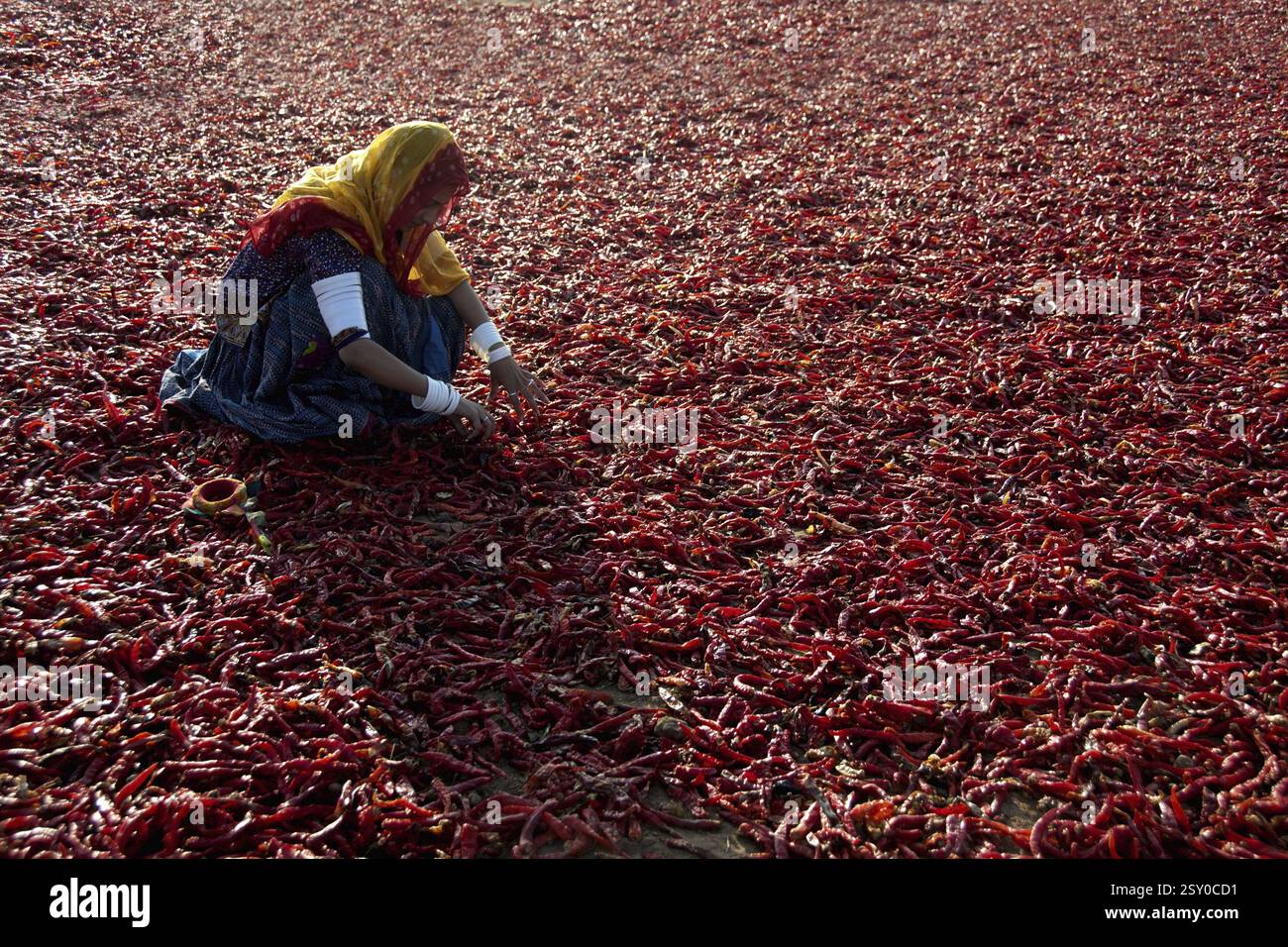 Rajasthani village woman working in chilli field Jodhpur Rajasthan ...