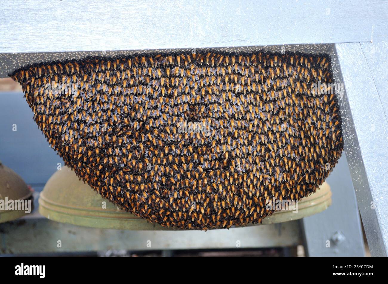 Honey bees swarm in bee hive clock tower, Kutch, Gujarat, India, Asia ...