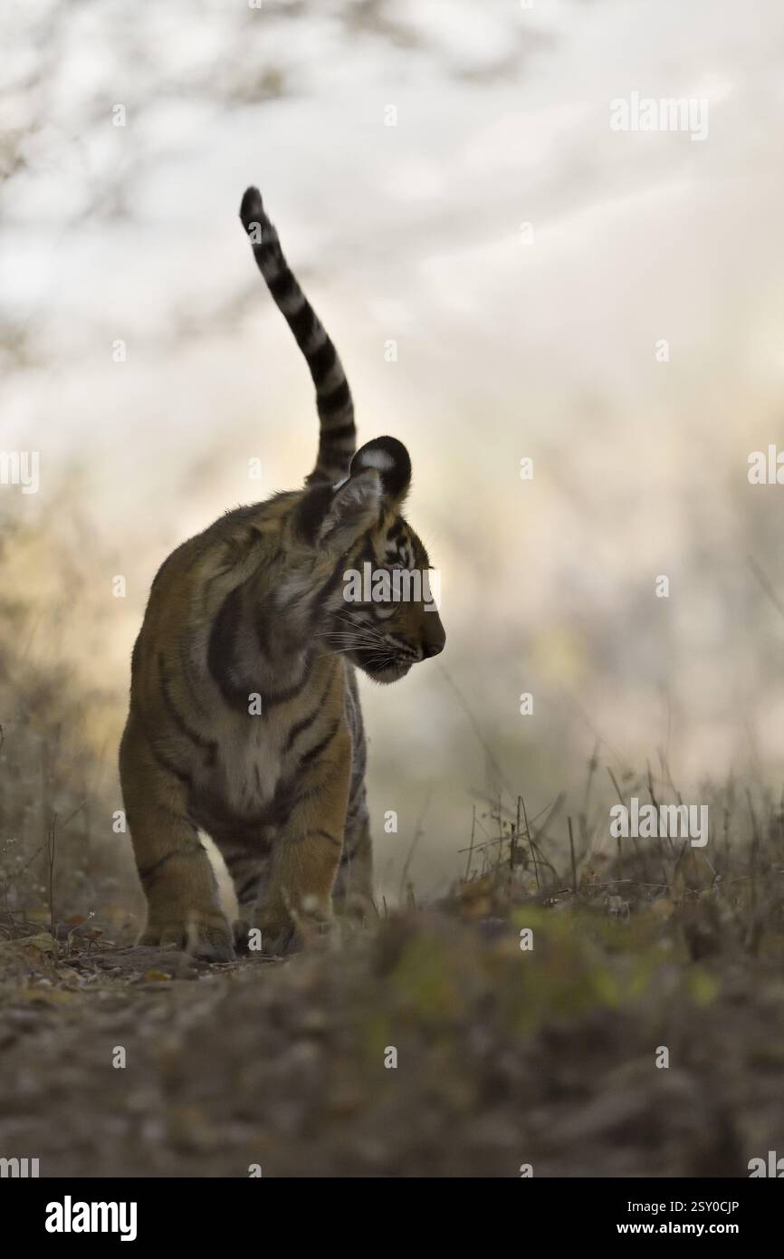 Young tiger cub walking in the dry and backlit forests of Ranthambore ...