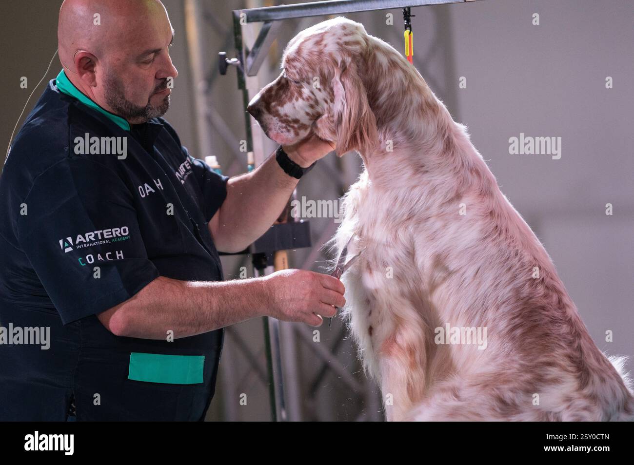 Madrid, Spain. 26th Feb, 2025. An English Setter dog receiving a ...
