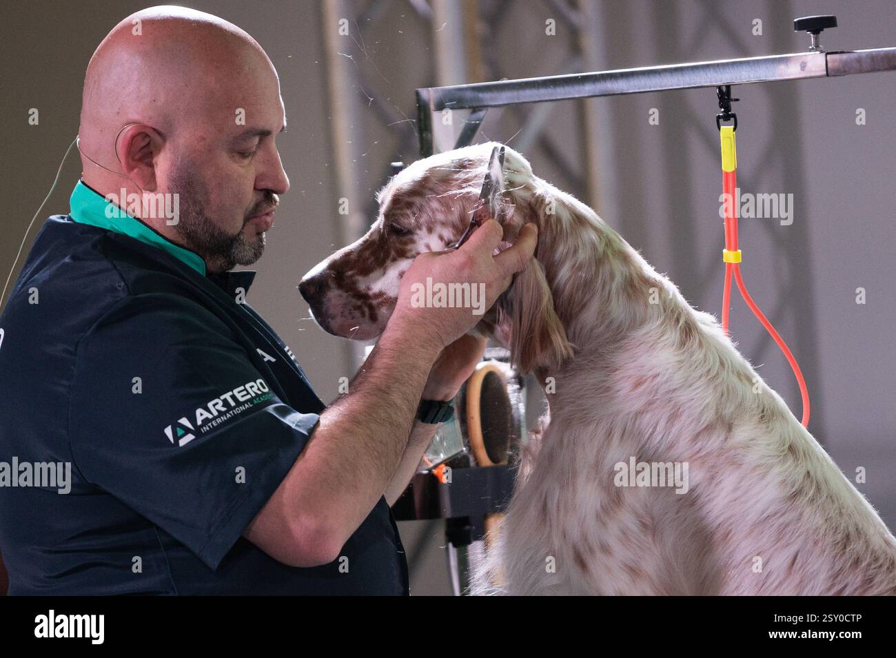 Madrid, Spain. 26th Feb, 2025. An English Setter dog receiving a ...