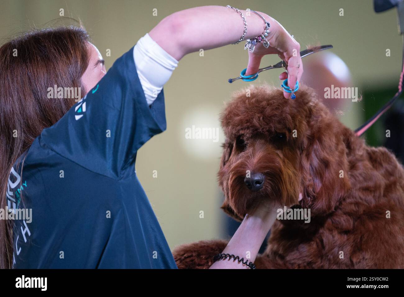 Madrid, Spain. 26th Feb, 2025. A Doodle dog receiving a haircut during ...