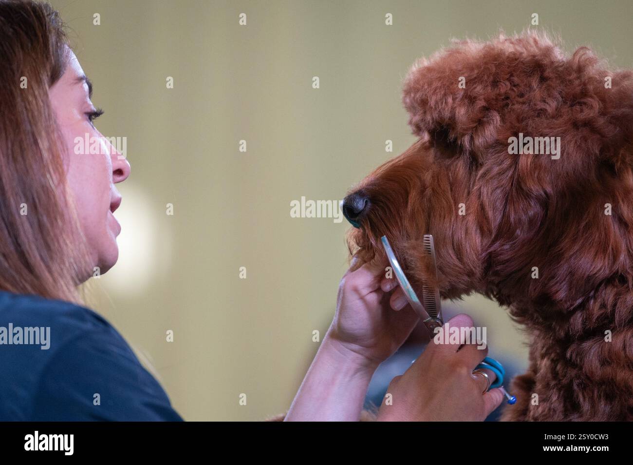 Madrid, Spain. 26th Feb, 2025. A Doodle dog receiving a haircut during ...