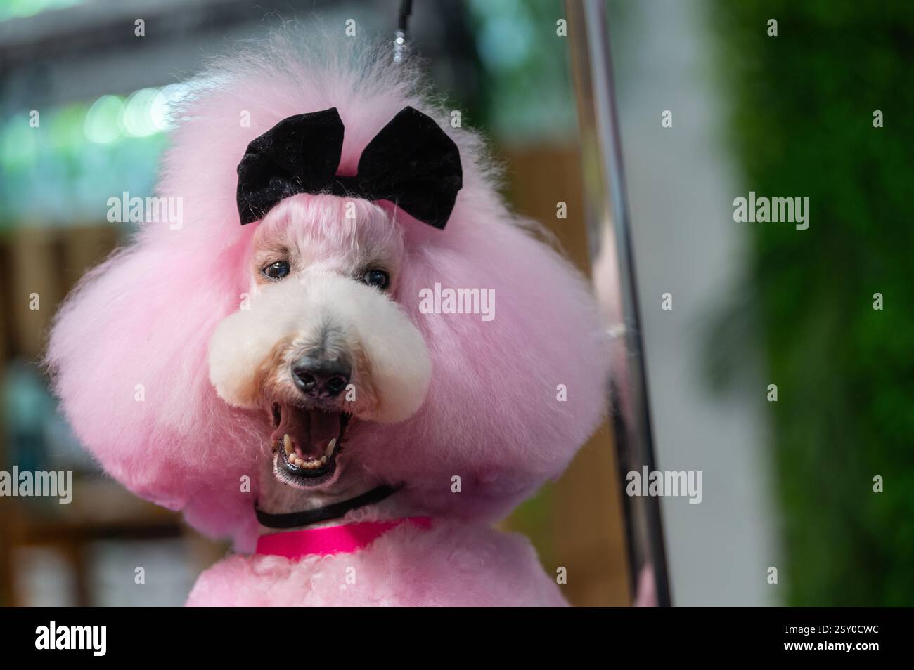 Madrid, Spain. 26th Feb, 2025. A Poodle dog with pink fancy hair during ...