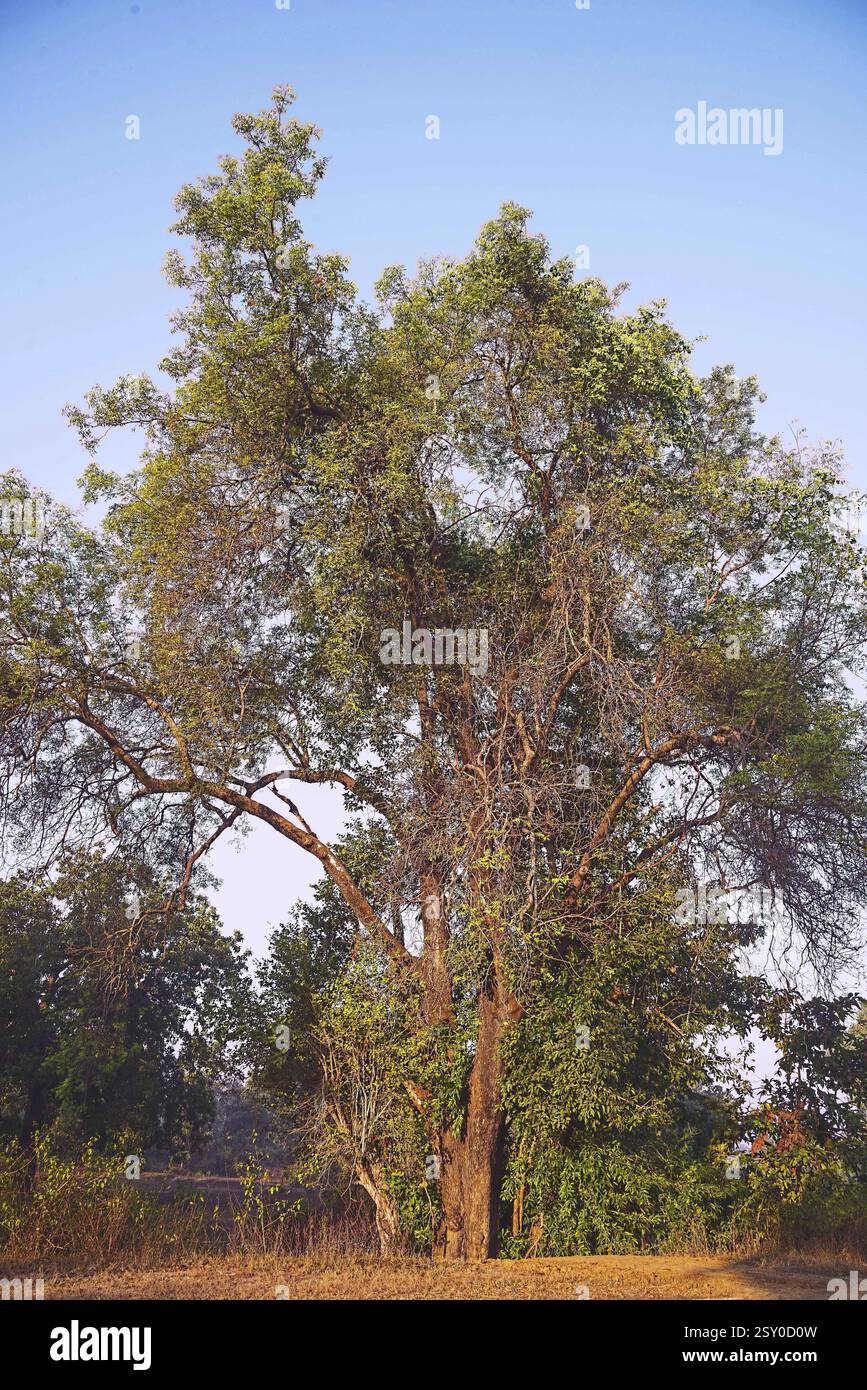 Cedar tree, gondia, madhya pradesh, india, asia Stock Photo - Alamy