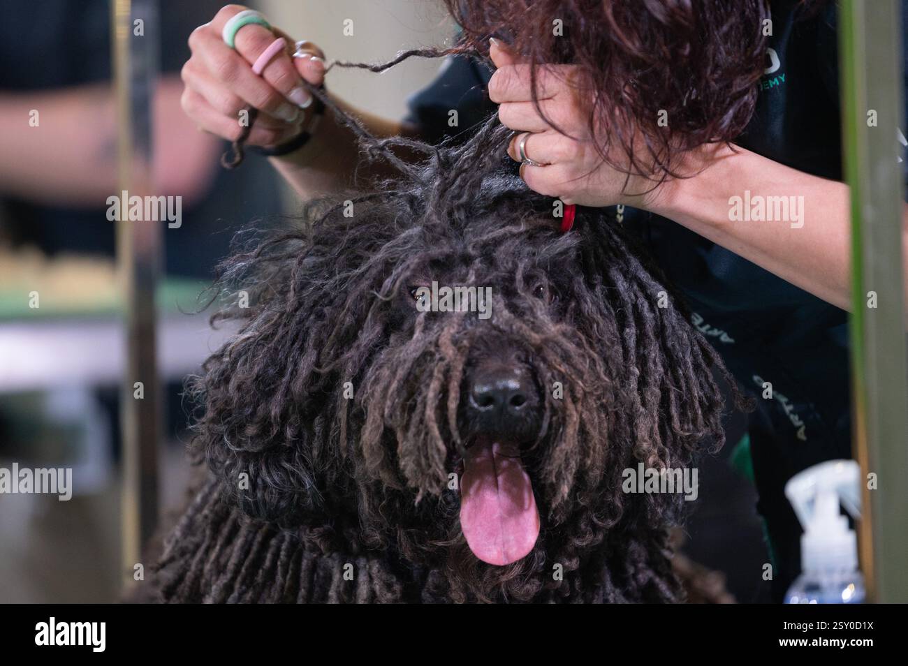 Madrid, Spain. 26th Feb, 2025. A water dog during a grooming exhibition ...