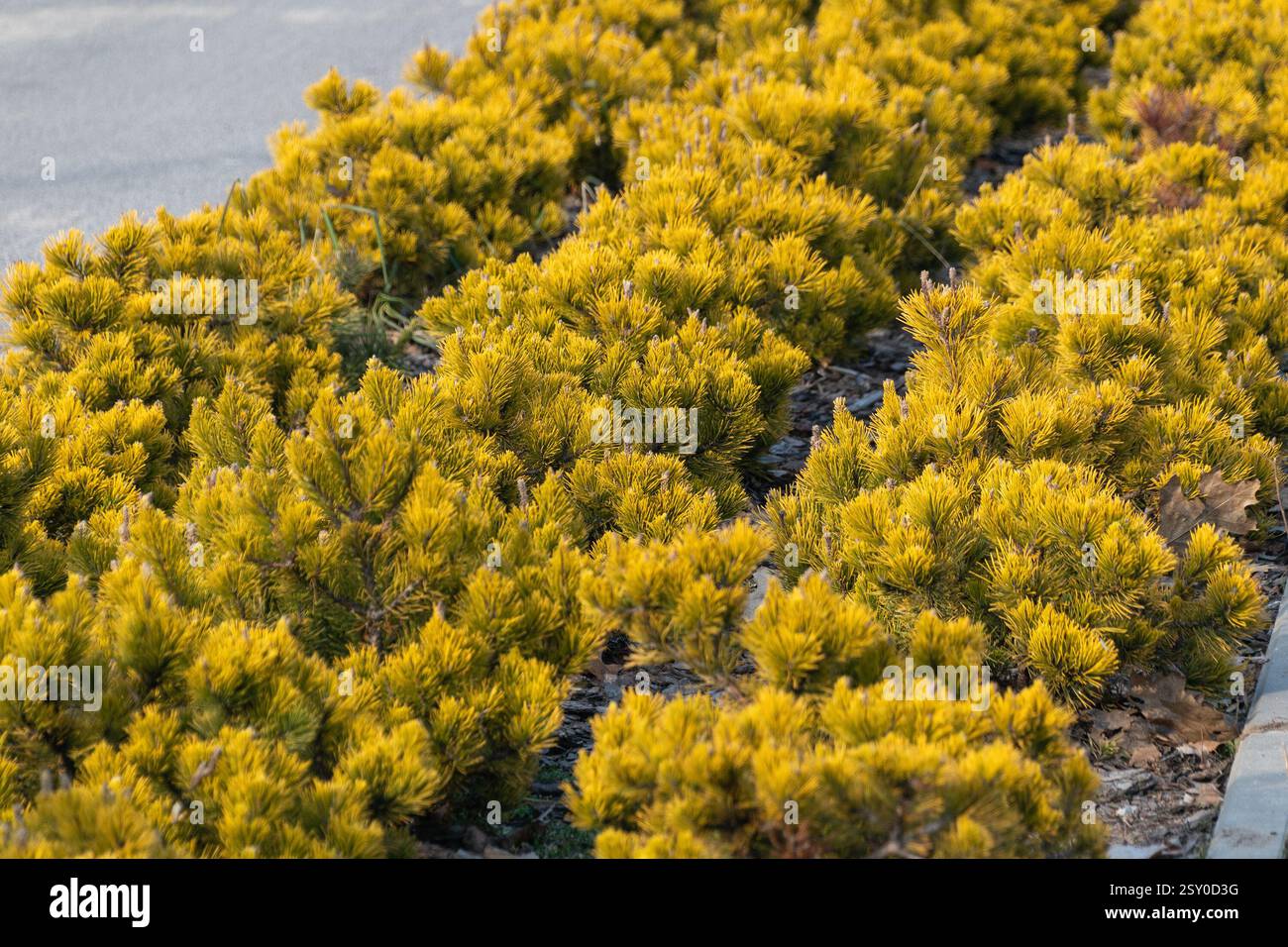 Pinus mugo, mountain pine. Decorative coniferous trees for landscaping ...