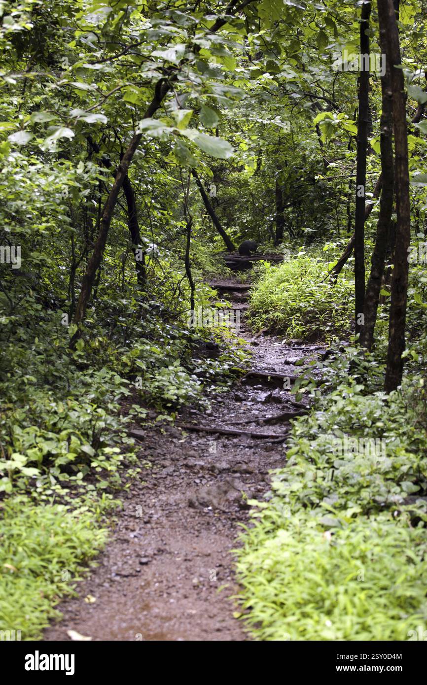 Forest unpaved trail Panvel Raigad Maharashtra India Asia Stock Photo ...