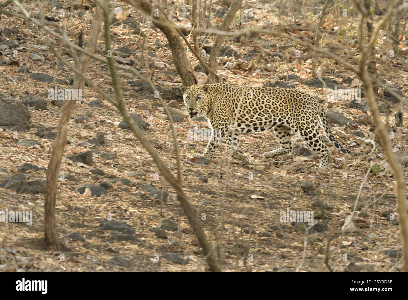 Tiger, gir national park, Gujarat, india, asia Stock Photo - Alamy