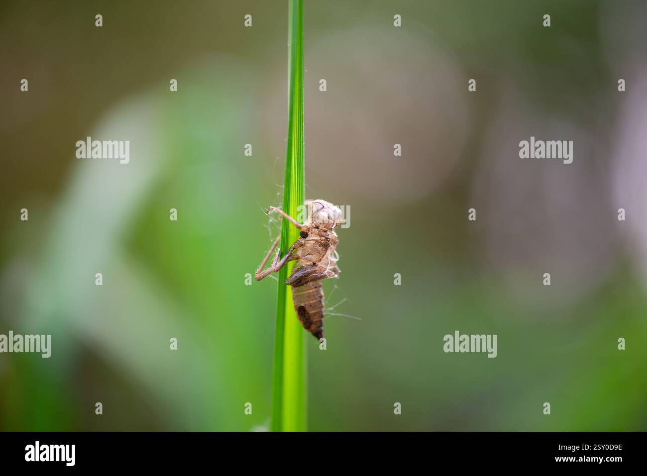 Metamorphosis of dragonfly, empty larval skin on a blade grass ...