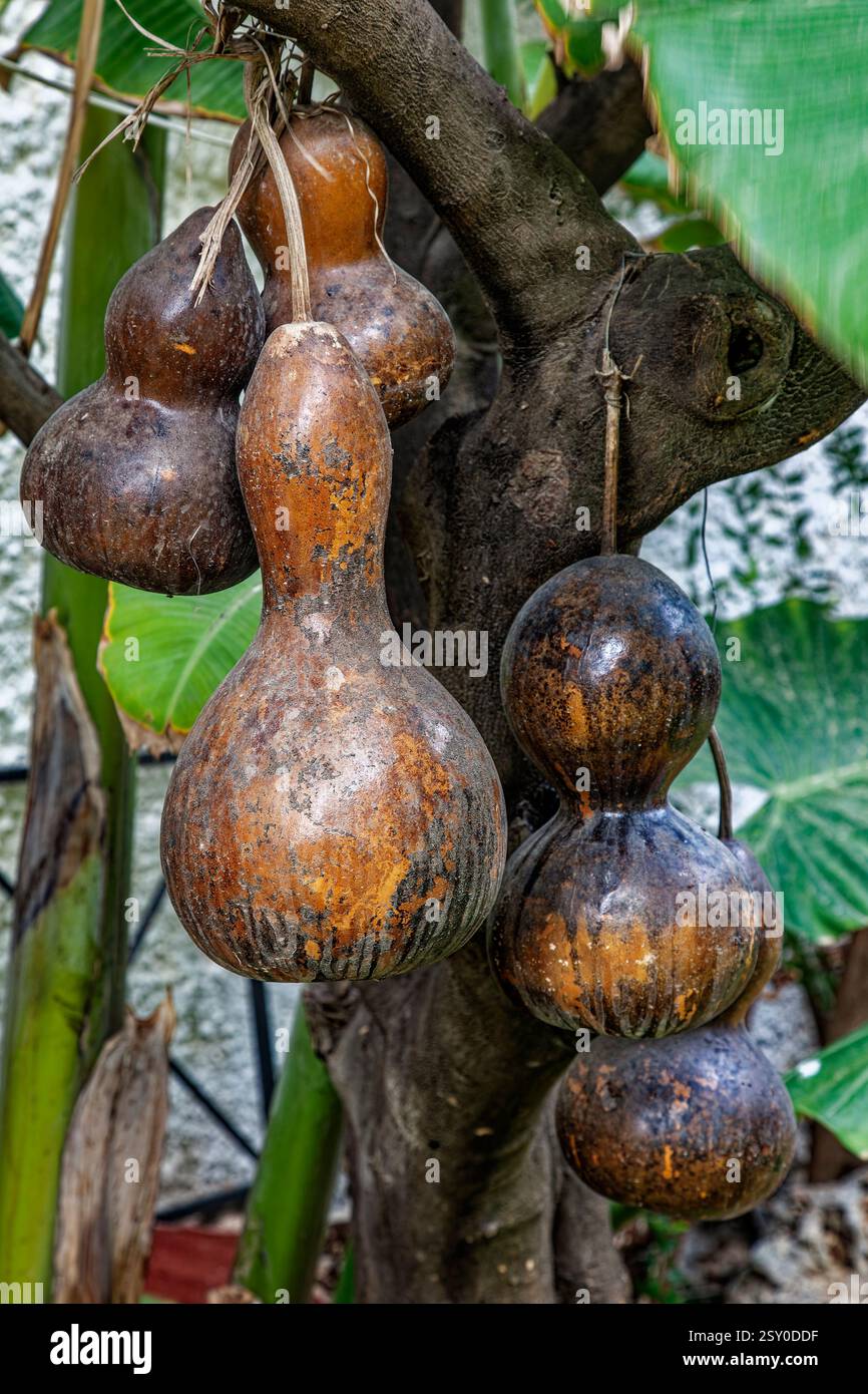 Decorative rustic gourds hanging from twine amidst a lush green garden ...