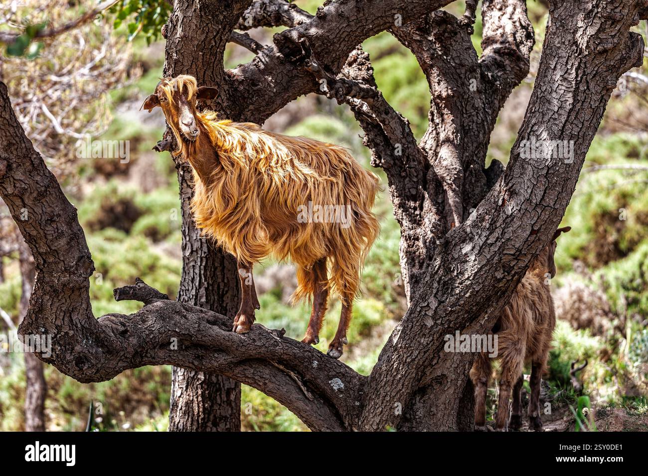 A goat perched gracefully on a tree branch showcases its natural ...