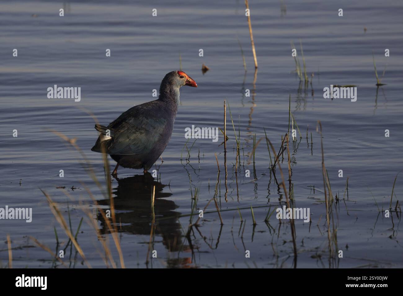 Moorhen bird, thol, Gujarat, India, Asia Stock Photo - Alamy