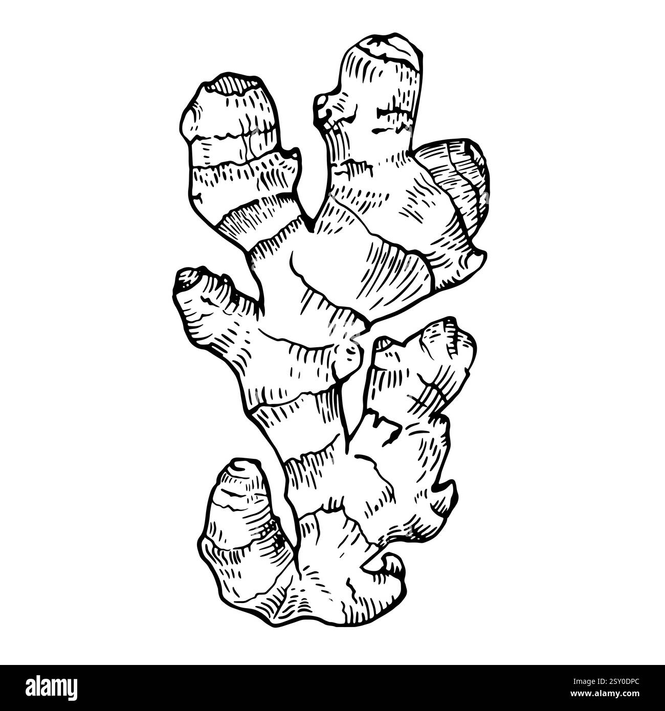 Ginger root on a white background. Vector graphics Stock Vector Image ...