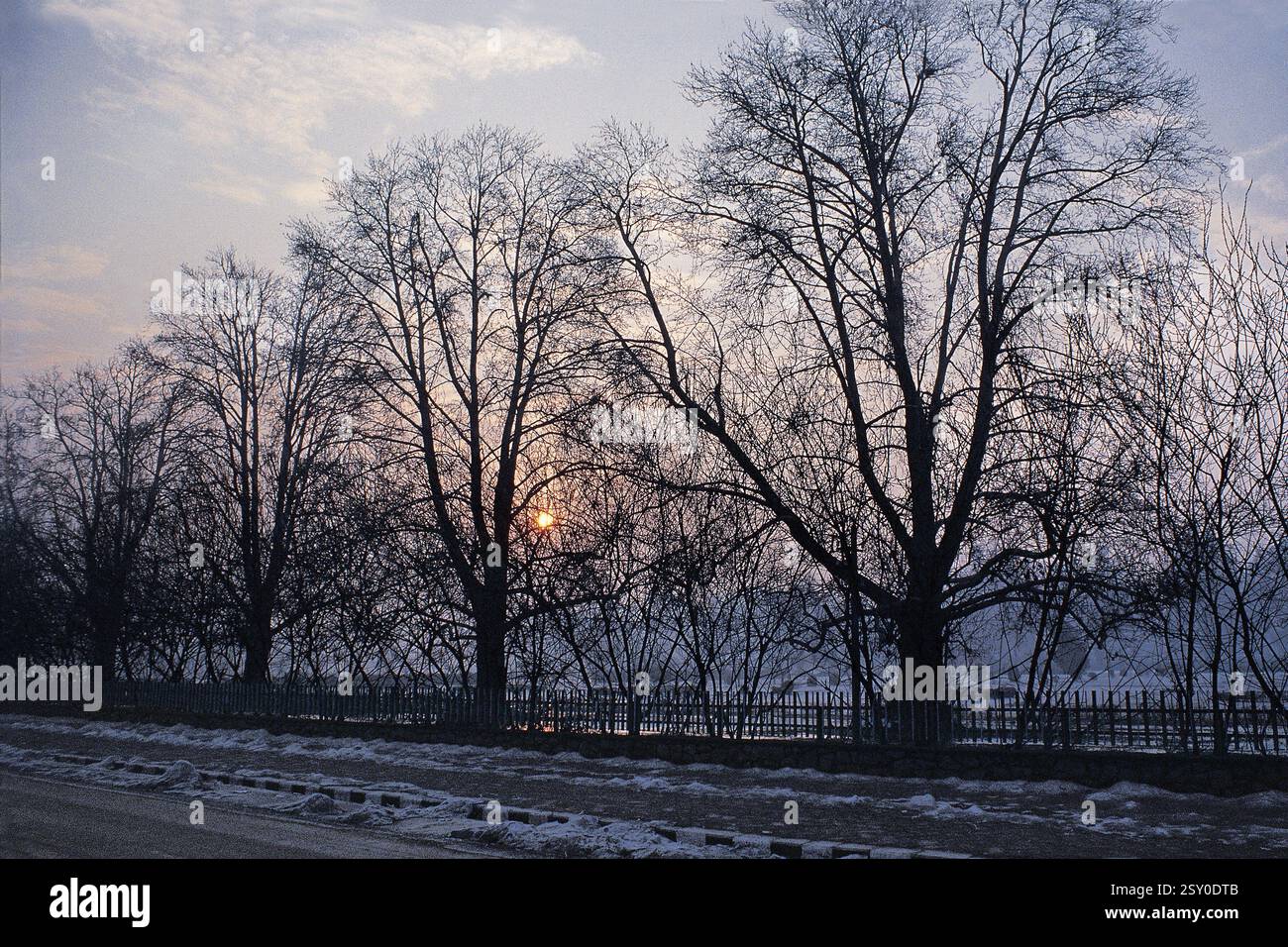 Tree, jammu kashmir, india, asia Stock Photo - Alamy
