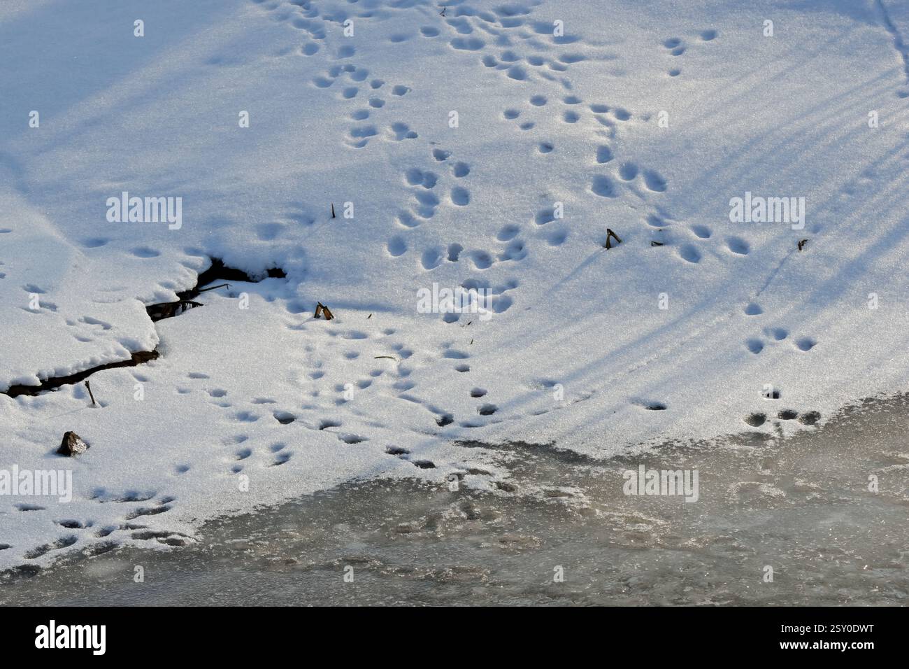 Paw prints on melting snow in spring Stock Photo - Alamy