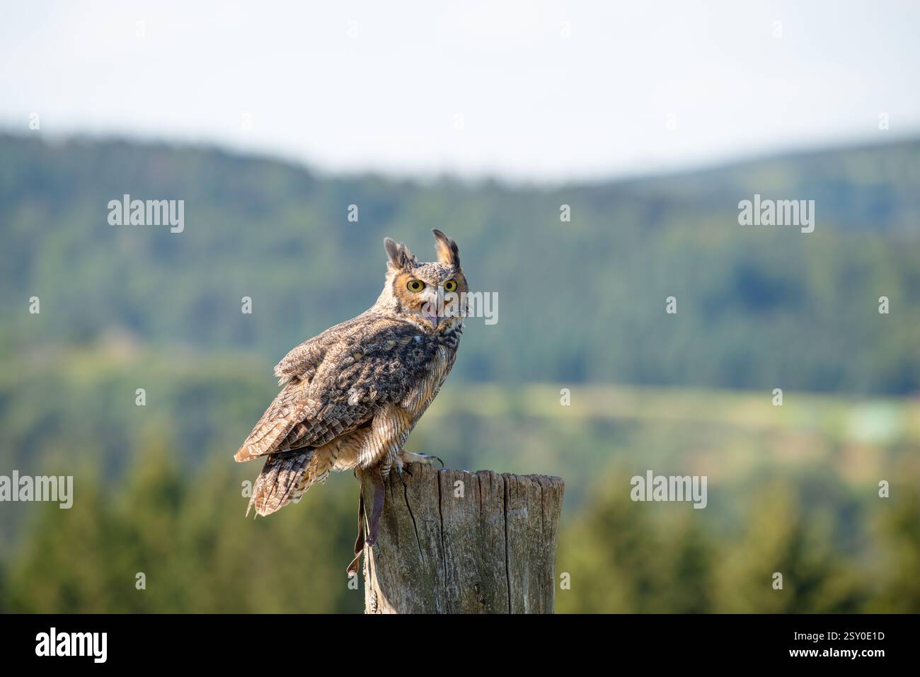 Great horned eagle owl, wildlife, raptor bird on a tree trunk, habitat ...