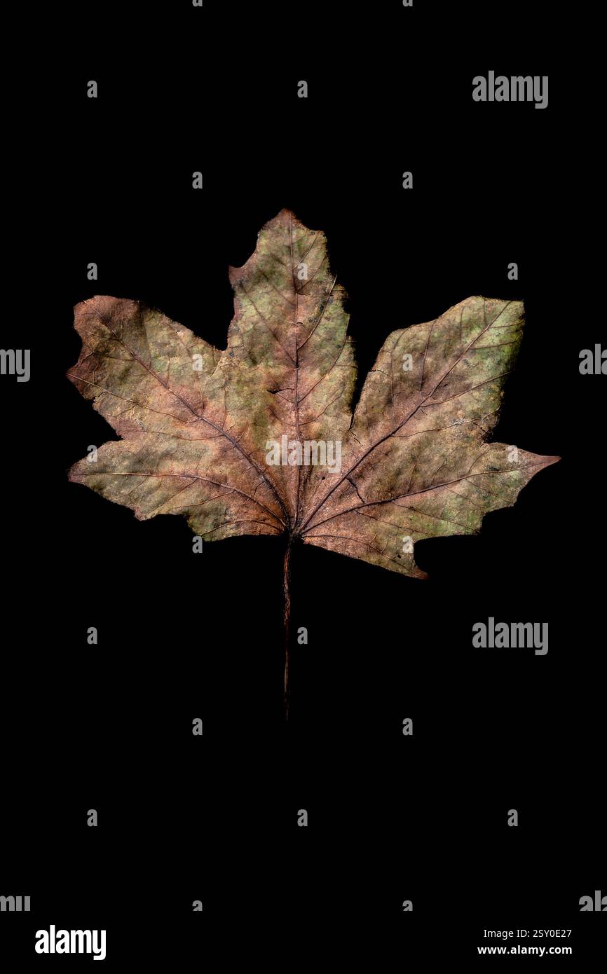 The single dead leaf of a Sycamore maple tree. Acer pseudoplatanus ...