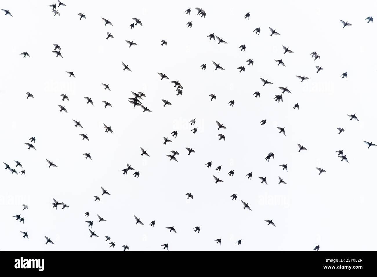 Common Starlings Sturnus vulgaris flying overhead in England in the UK ...