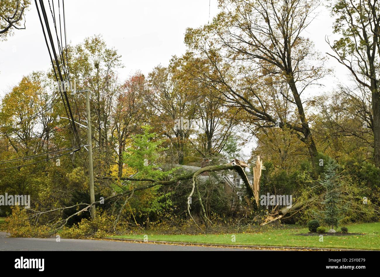Bend tree, sandy storm, edison, new jersey, usa Stock Photo - Alamy