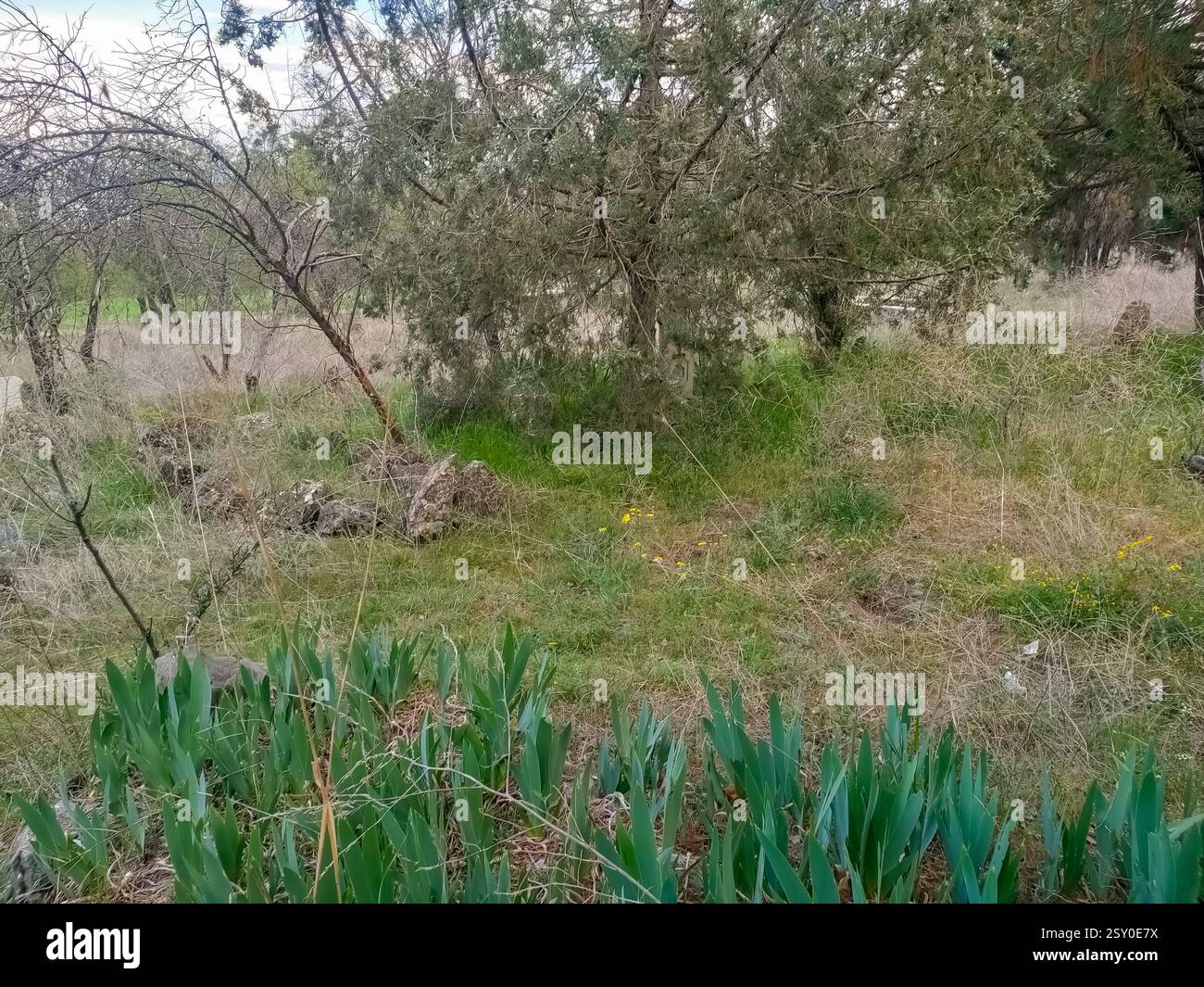Unnamed old graves in the greenery Stock Photo - Alamy