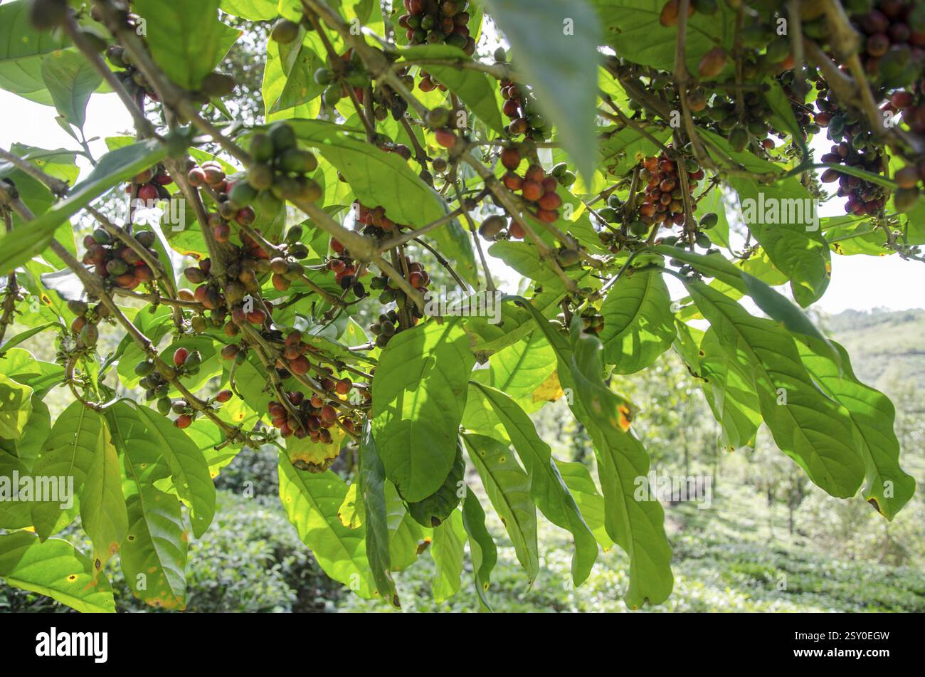 Coffee tree, vagamon, kerala, india, asia Stock Photo - Alamy