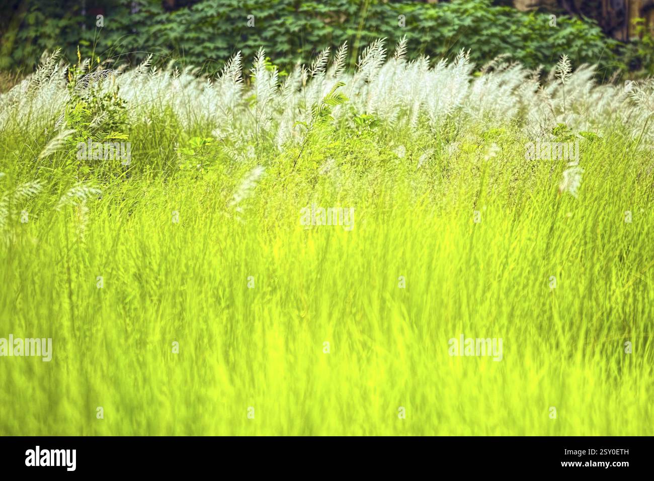 Bloom of tall grass flower, kolkata park, west bengal, india, asia ...