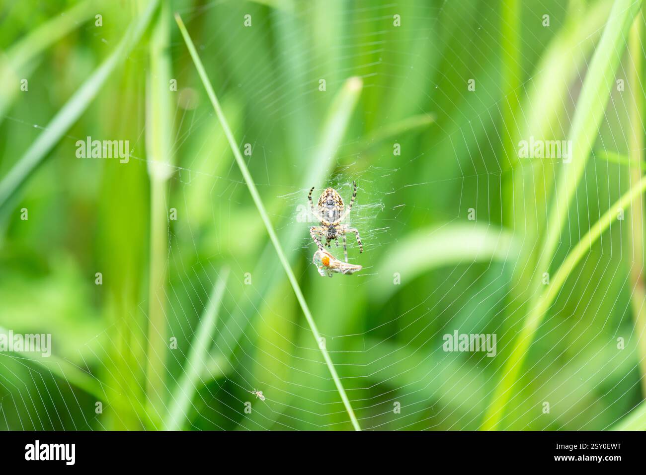 Araneus diadematus with a dead fly insect in the spider web, european ...