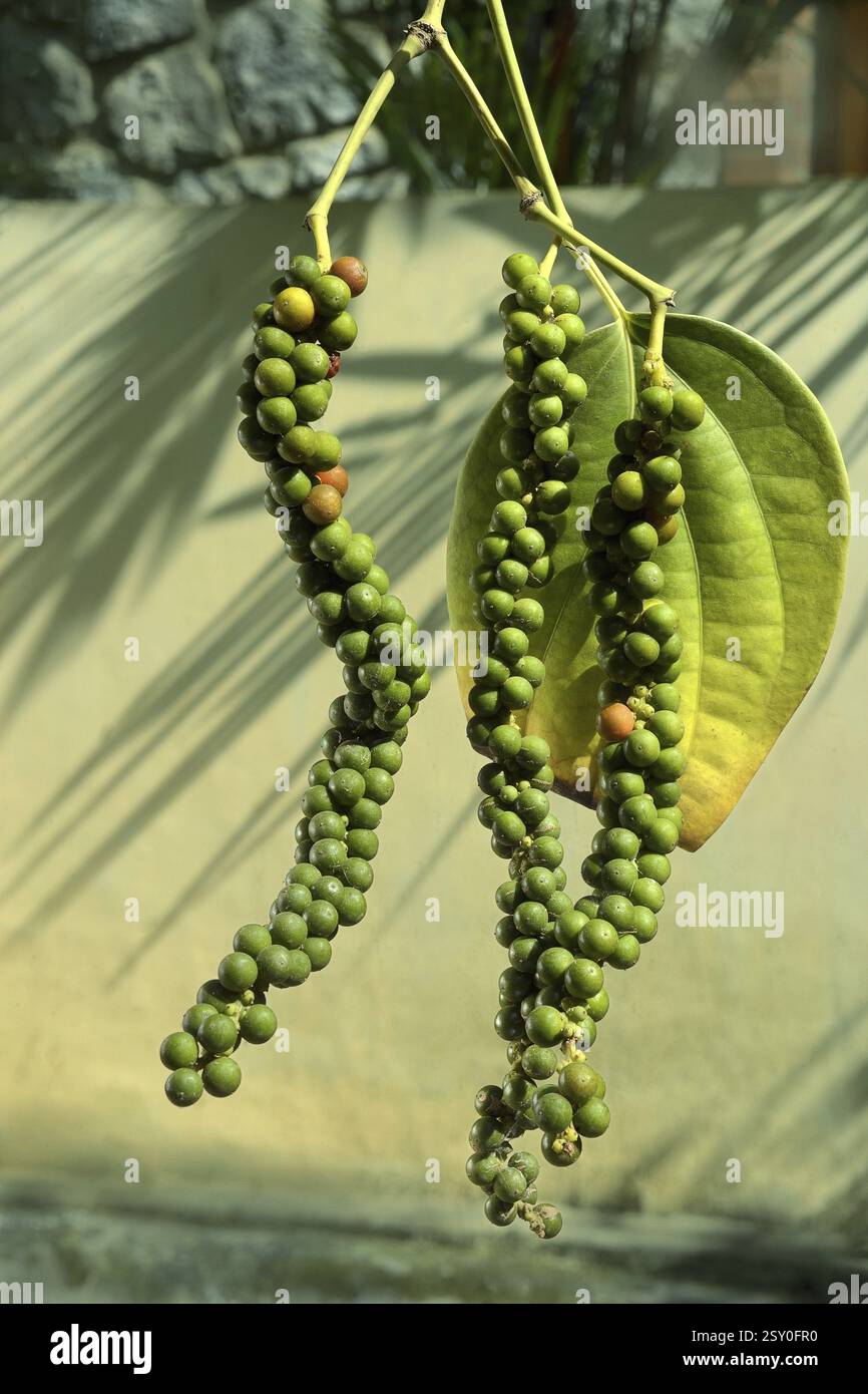 Black pepper, trivandrum, kerala, india, asia Stock Photo - Alamy