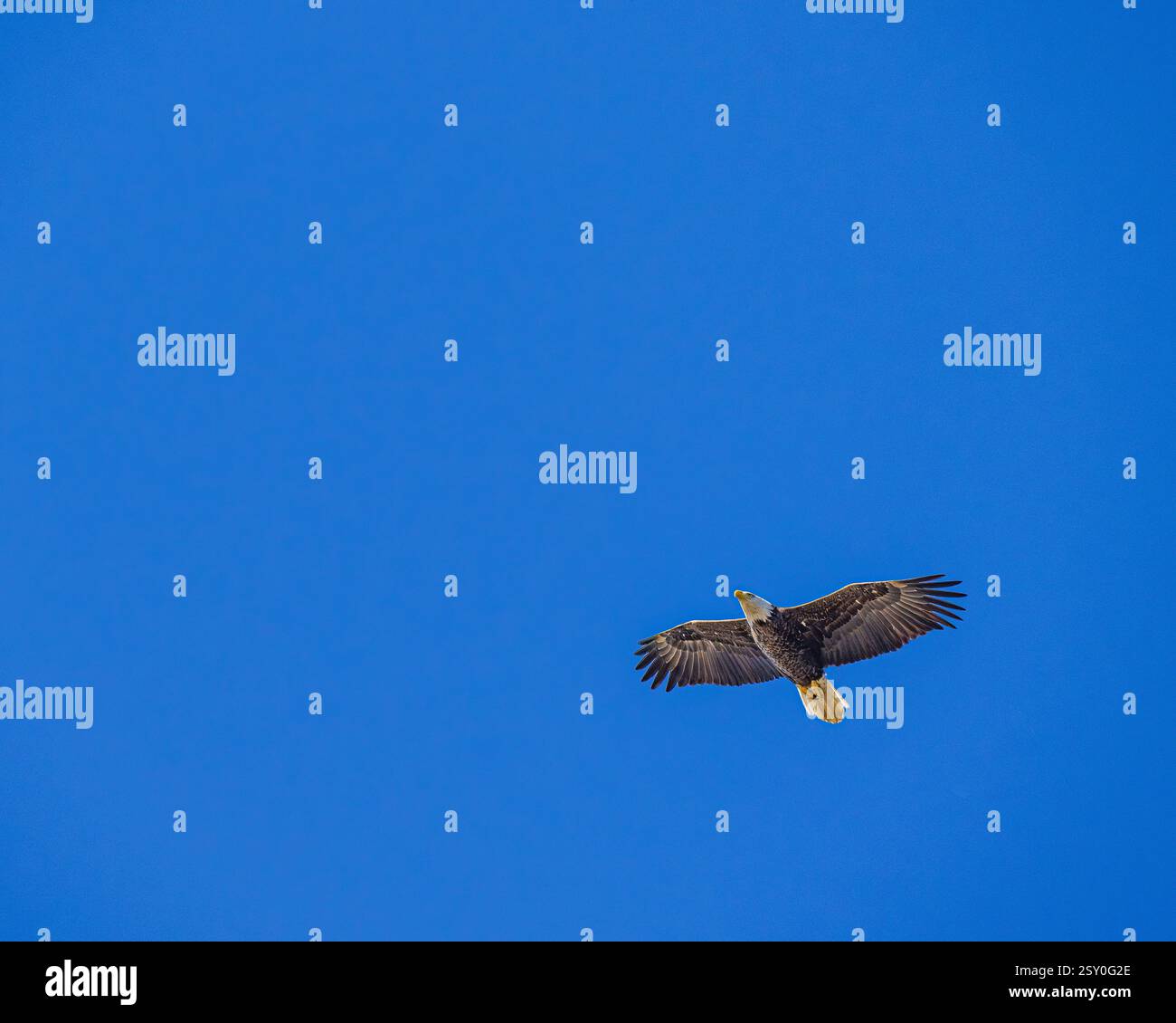 Bald Eagle flying juvenile / immature Haliaeetus leucocephalus ...