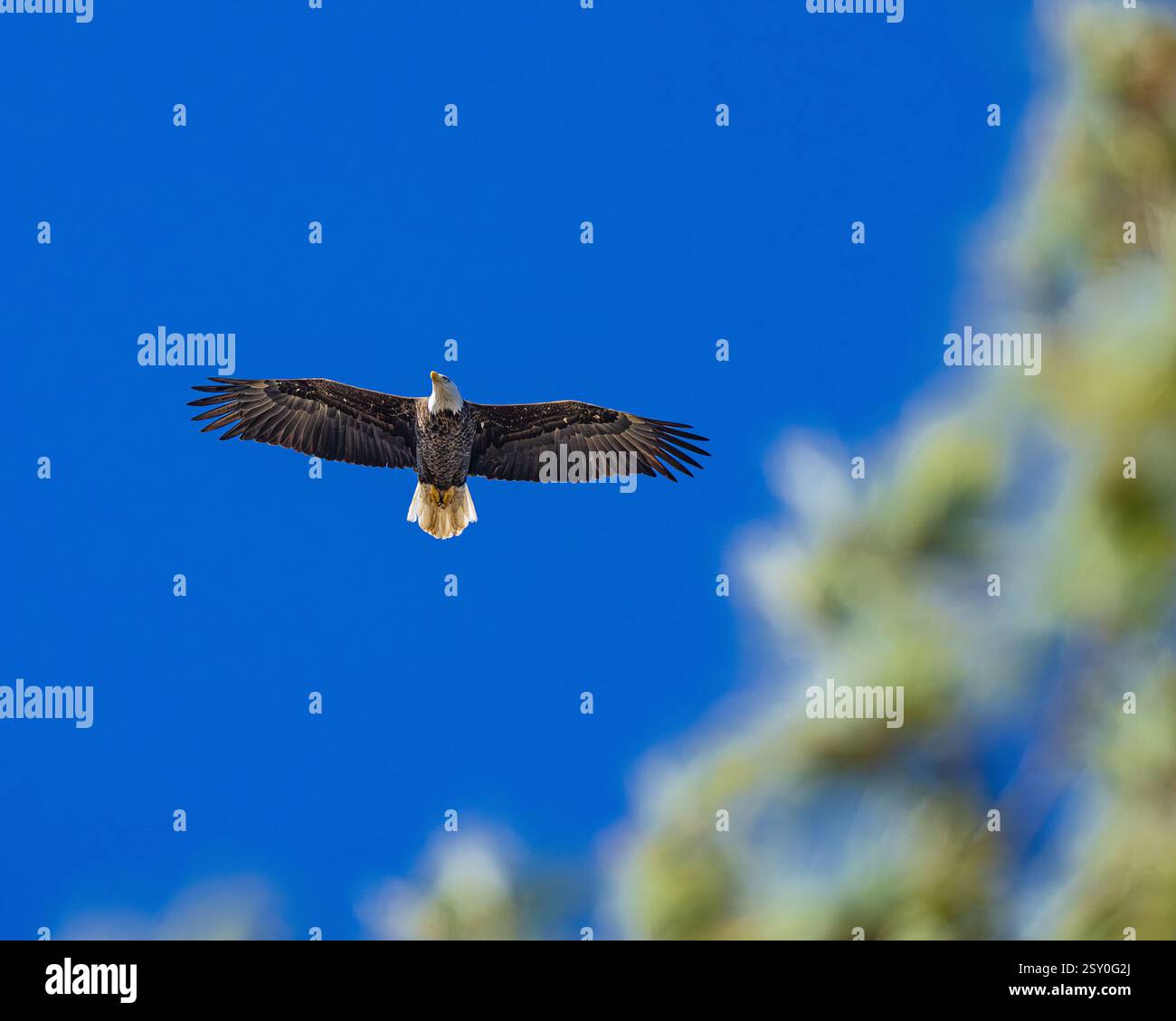 Bald Eagle flying mature Haliaeetus leucocephalus underside with wings ...