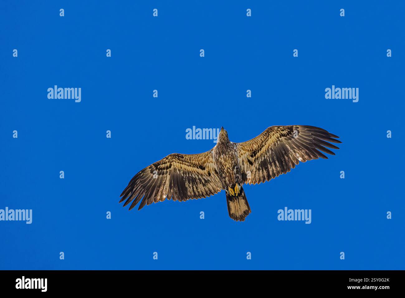 Bald Eagle flying juvenile / immature Haliaeetus leucocephalus ...
