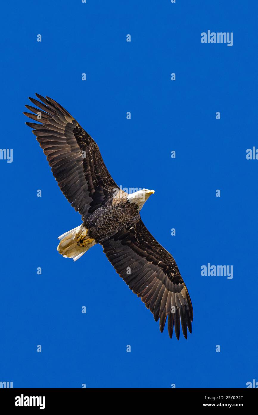 Bald Eagle flying mature Haliaeetus leucocephalus underside with wings ...