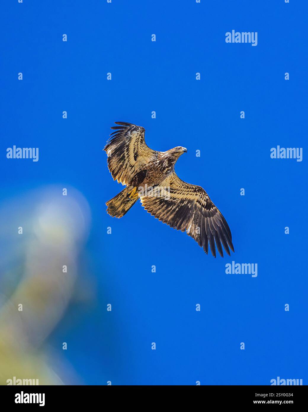 Bald Eagle flying juvenile / immature Haliaeetus leucocephalus ...