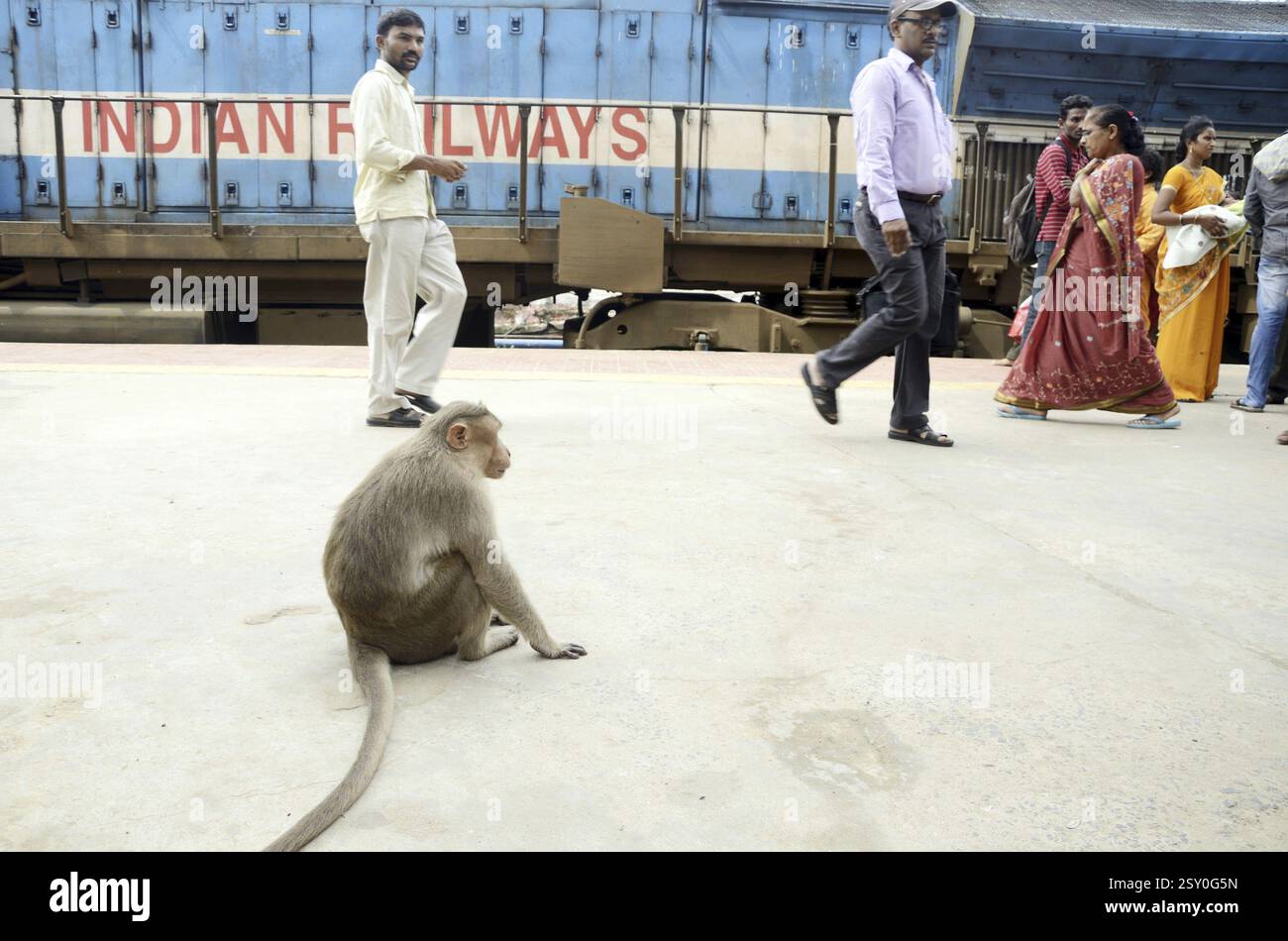Monkey sitting on railway Platform vijayawada Andhra Pradesh India ...