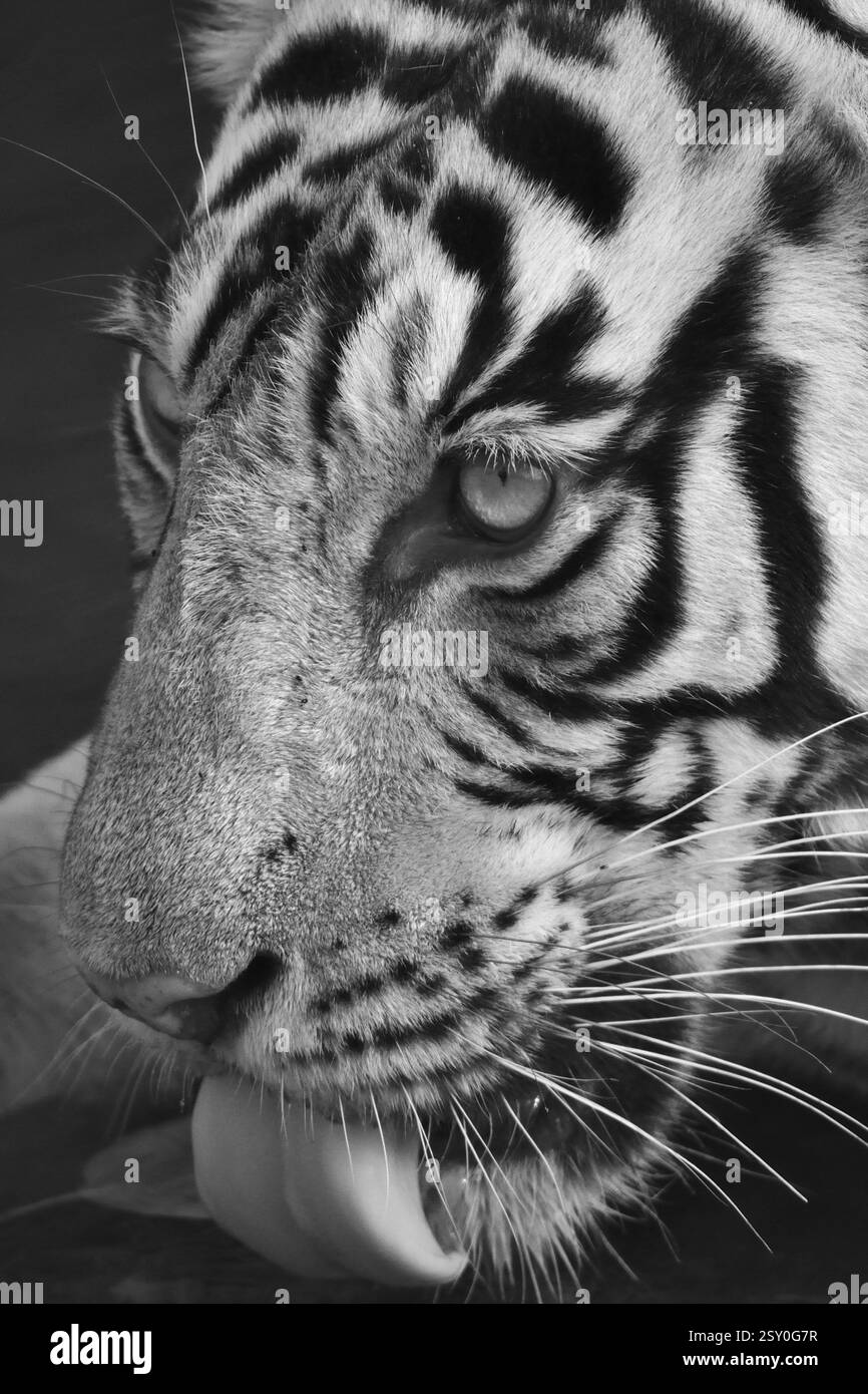 Black and white Infrared portrait of a wild tiger sitting in a ...