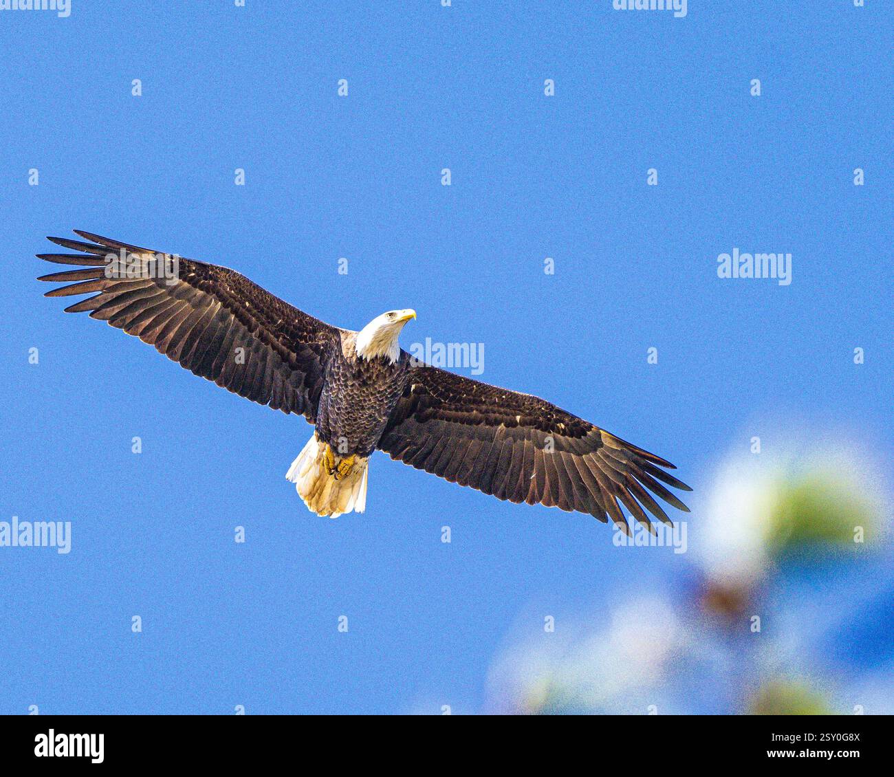 Bald Eagle flying mature Haliaeetus leucocephalus underside with wings outstretched - wingspan ...