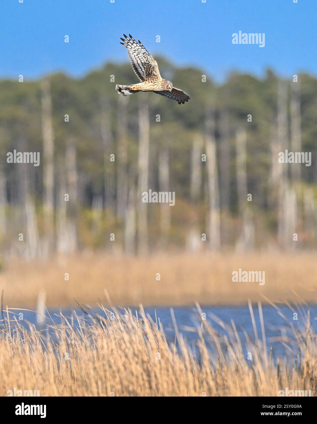 a female Northern Harrier Circus hudsonius / marsh hawk / ring-tailed ...