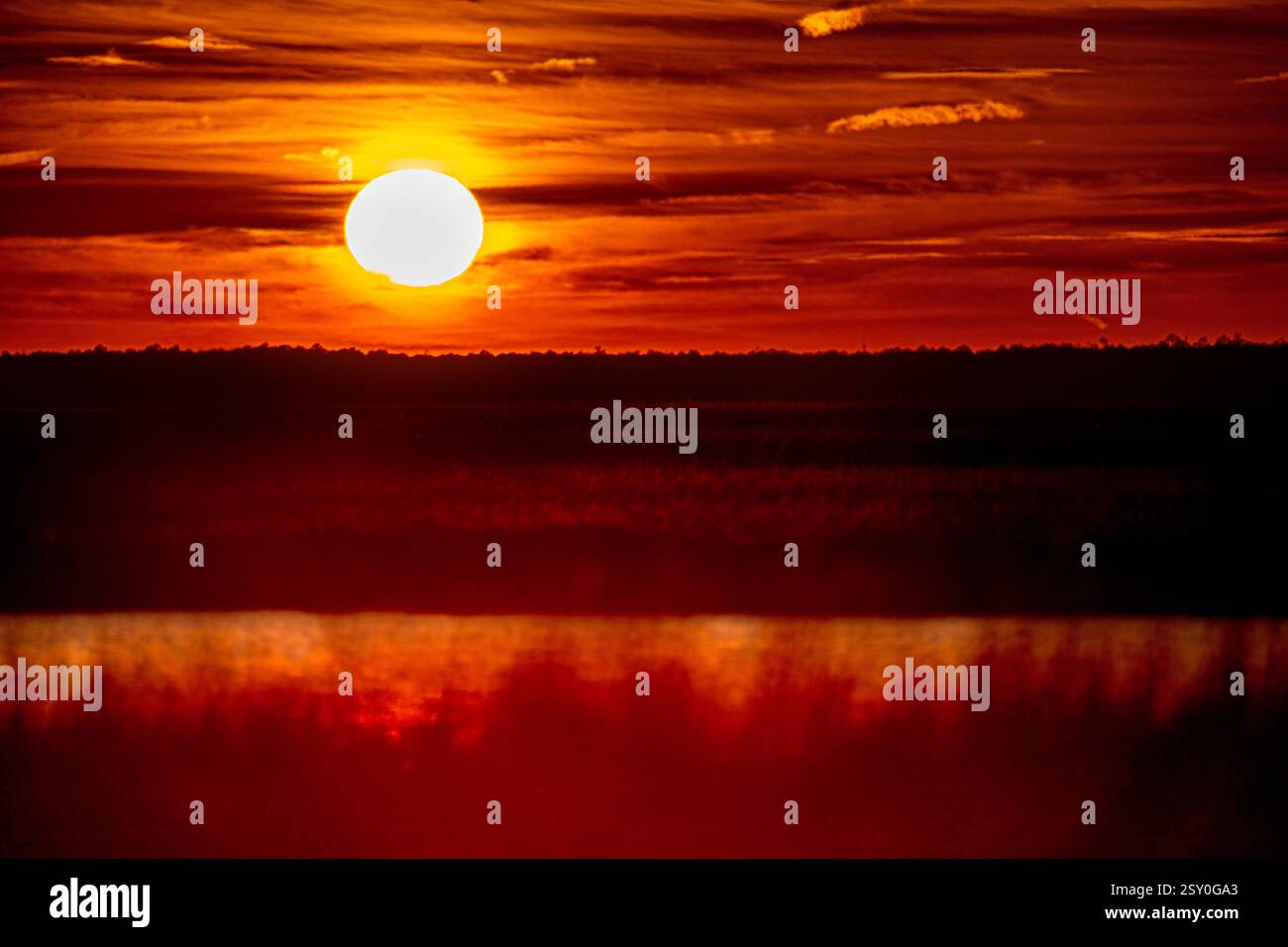 Marsh reeds and pond grass silhouette - Phragmites australis ...