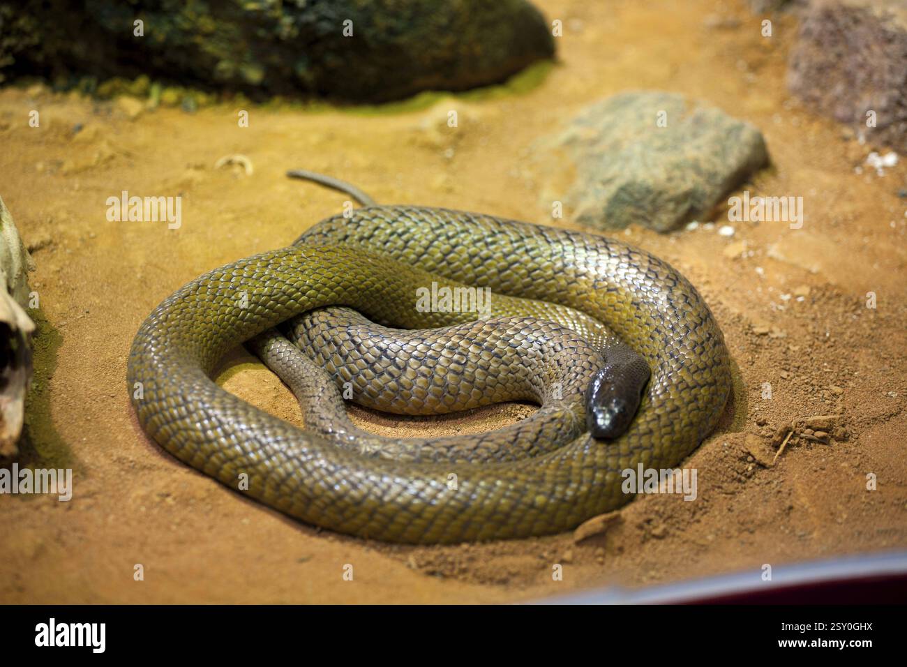 Sydney snakes hi-res stock photography and images - Alamy