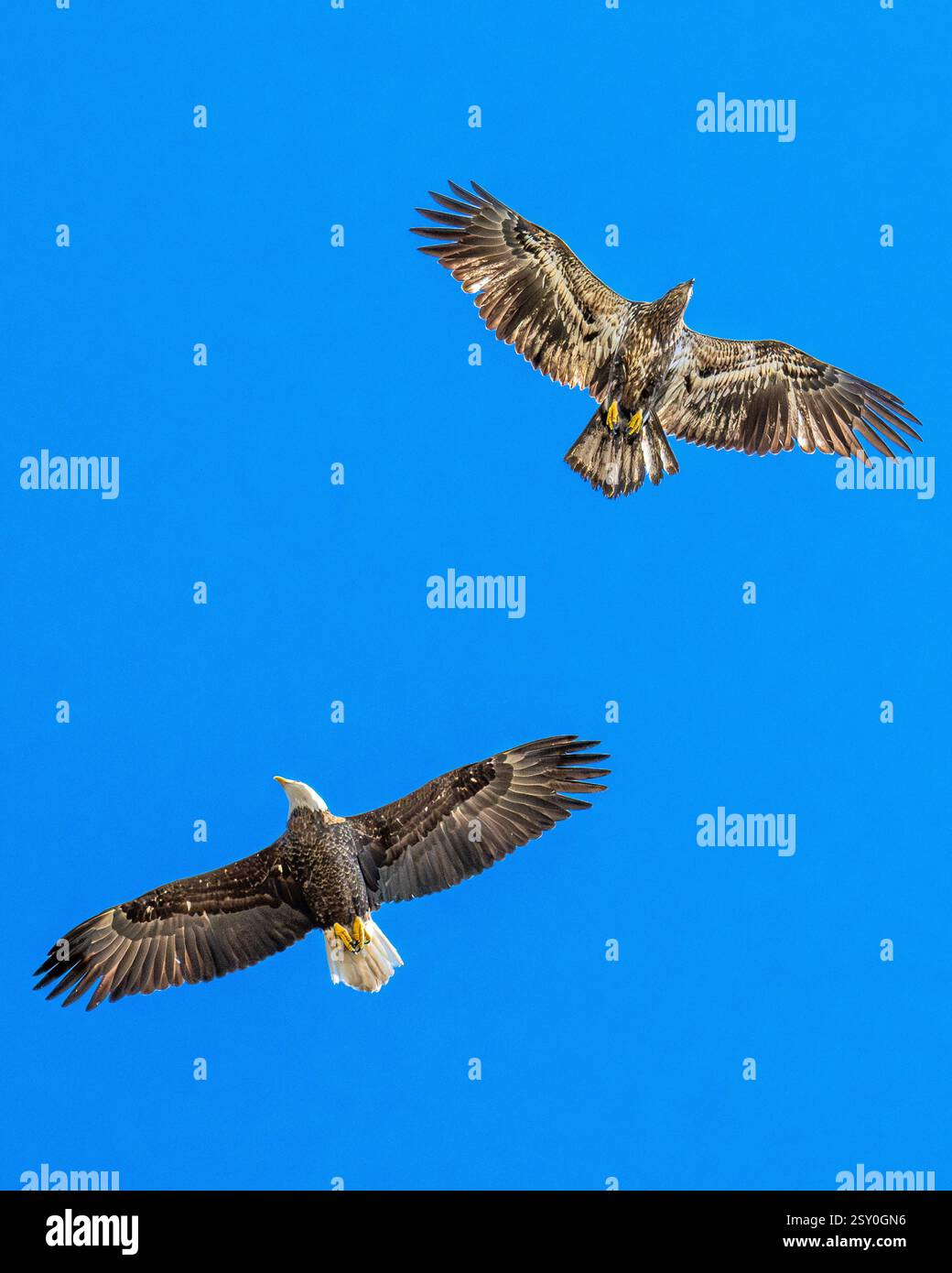 Mature Bald Eagle flying with juvenile / immature Haliaeetus ...