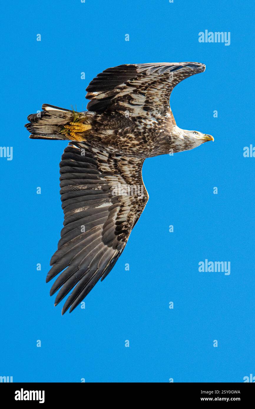 Bald Eagle flying juvenile / immature Haliaeetus leucocephalus ...