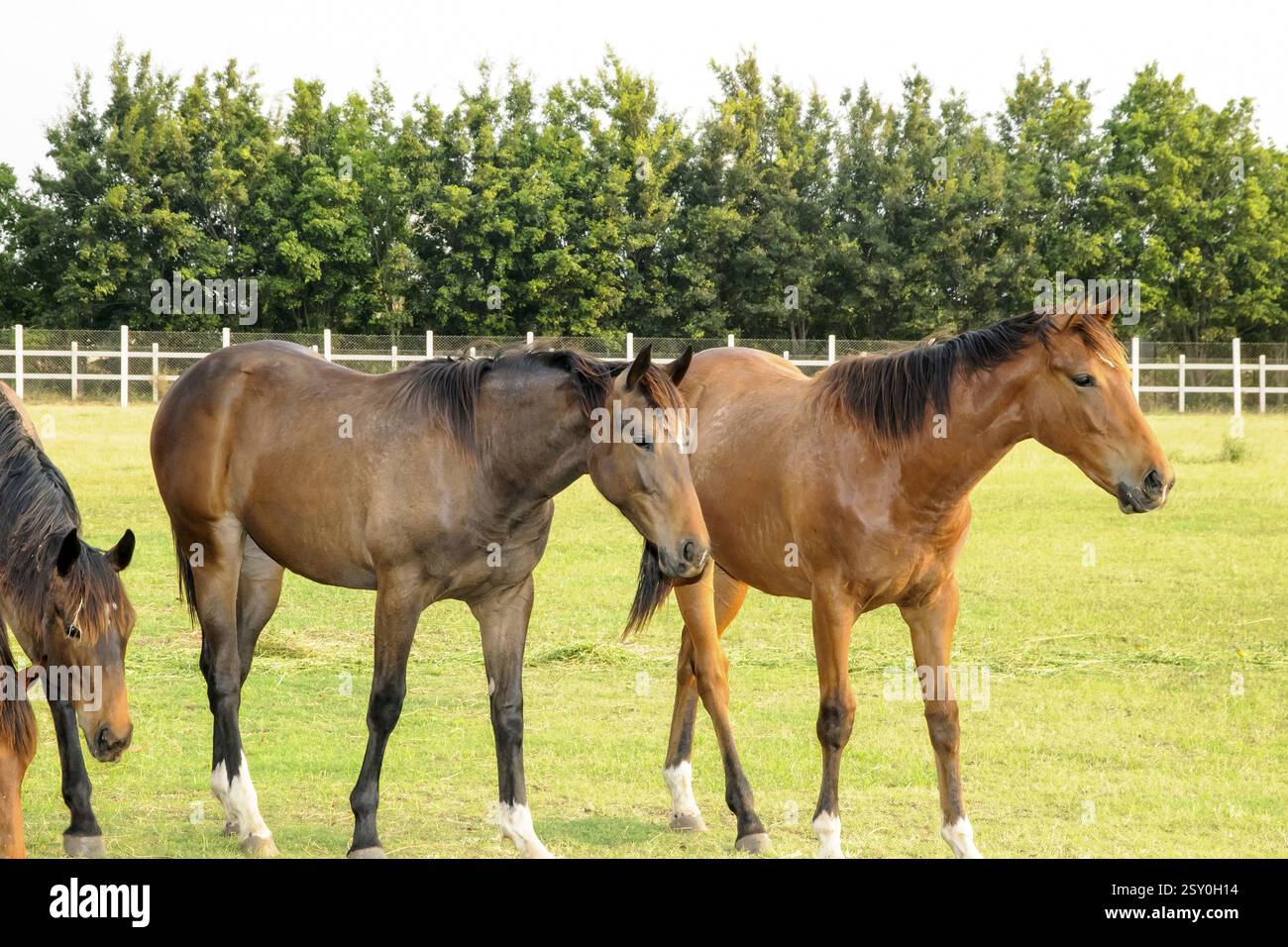 Poonawalla stud farm, pune, maharashtra, india, asia Stock Photo - Alamy