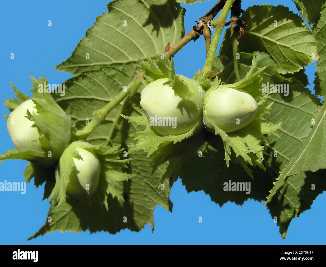 A hazelnut tree with lush foliage Stock Photo - Alamy