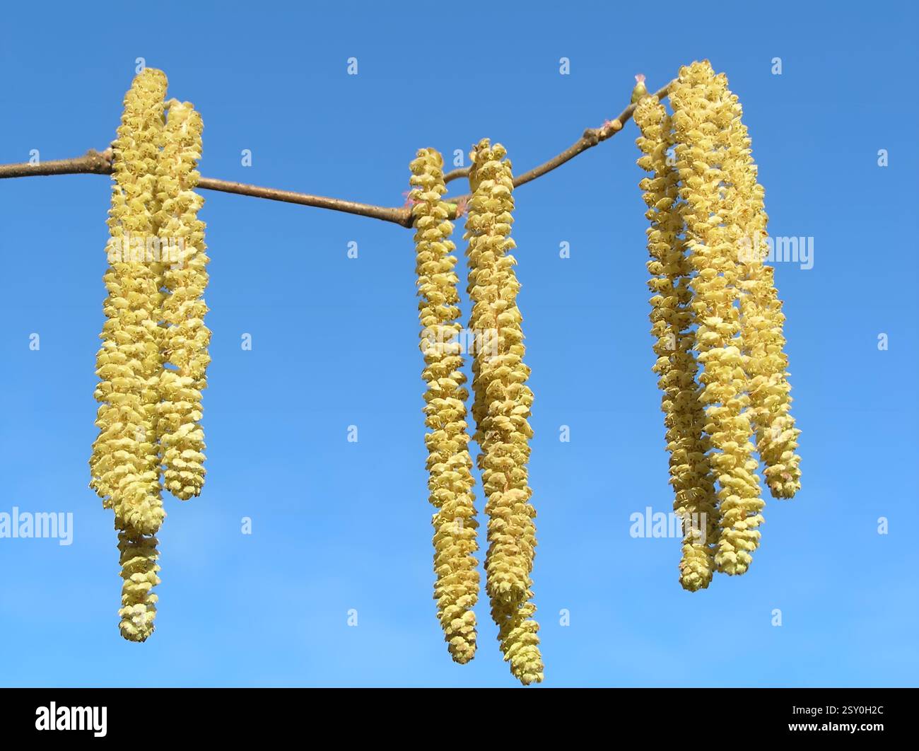 Green leaves on hazelnut tree hi-res stock photography and images - Alamy