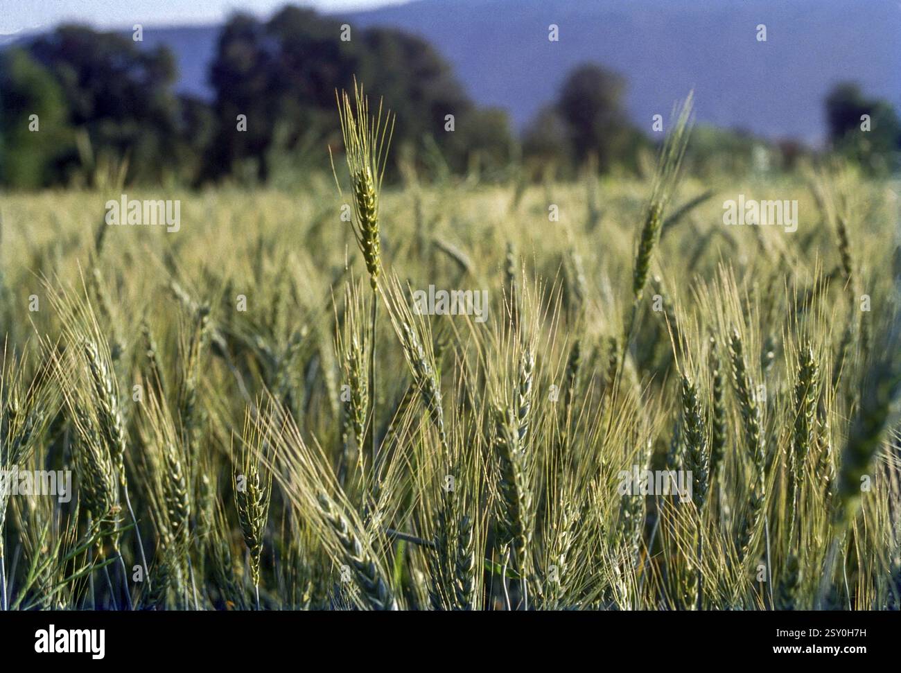 Wheat field, maharashtra, India, Asia Stock Photo - Alamy