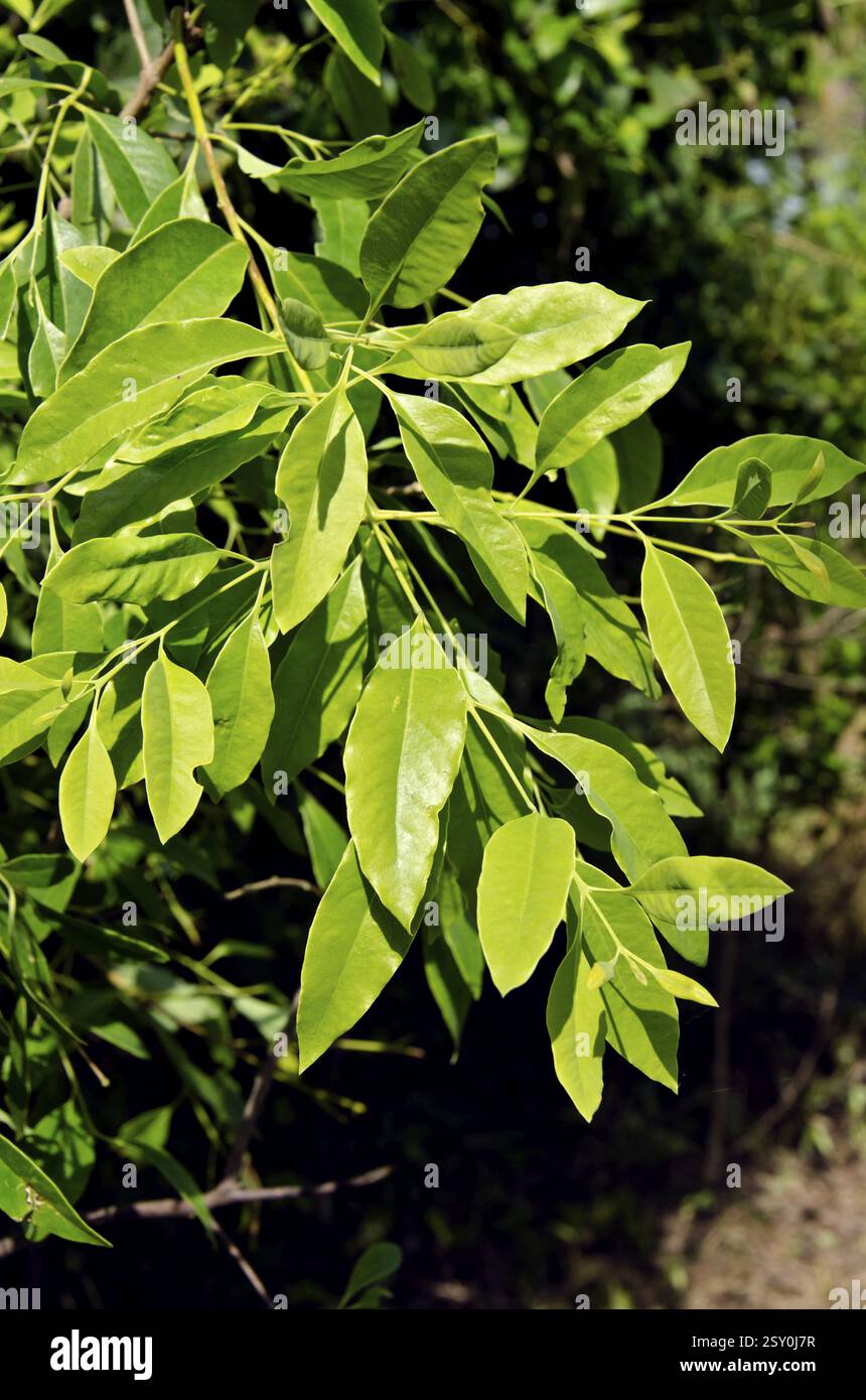 Neem tree Padhegaon Shrirampur Ahmednagar Maharashtra India Asia Stock ...