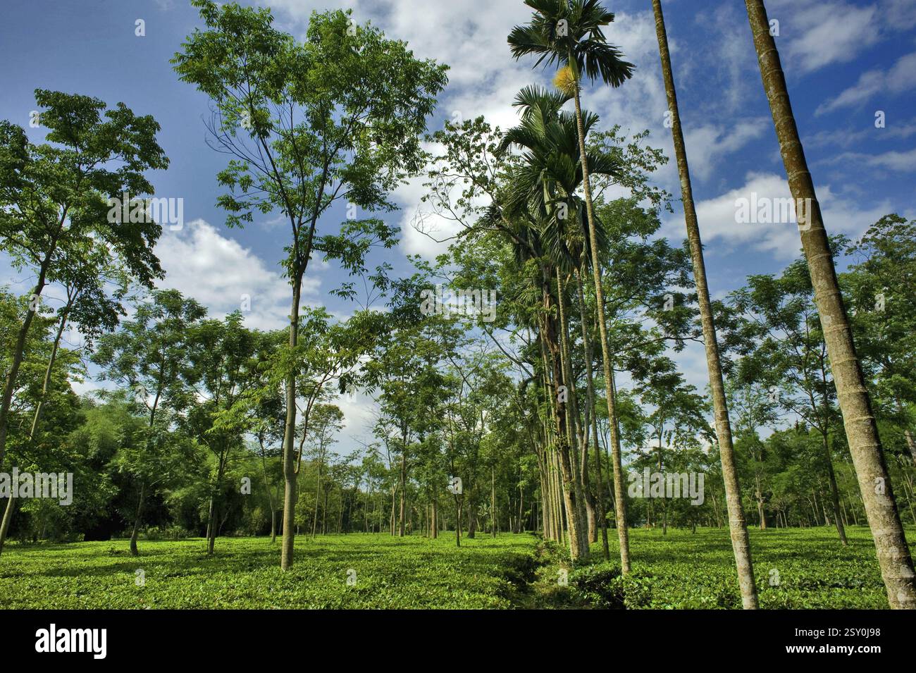 Tea Garden Tinsukia Assam India Asia Stock Photo - Alamy