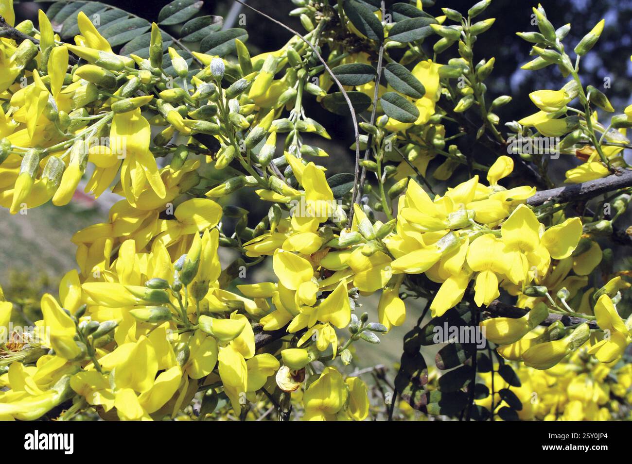 Golden shower tree flower, india, asia Stock Photo - Alamy